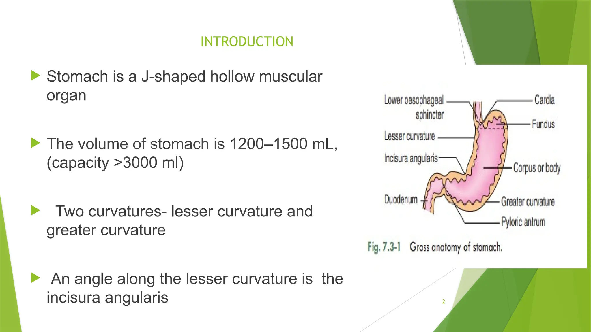 STOMACH & GASTRIC SECRETIONS.pptx git t | PPTX