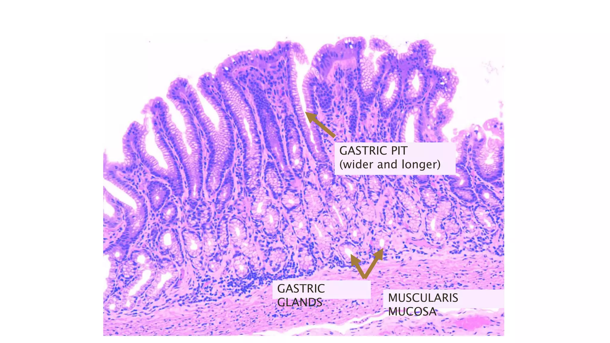 Stomach histology | PPTX