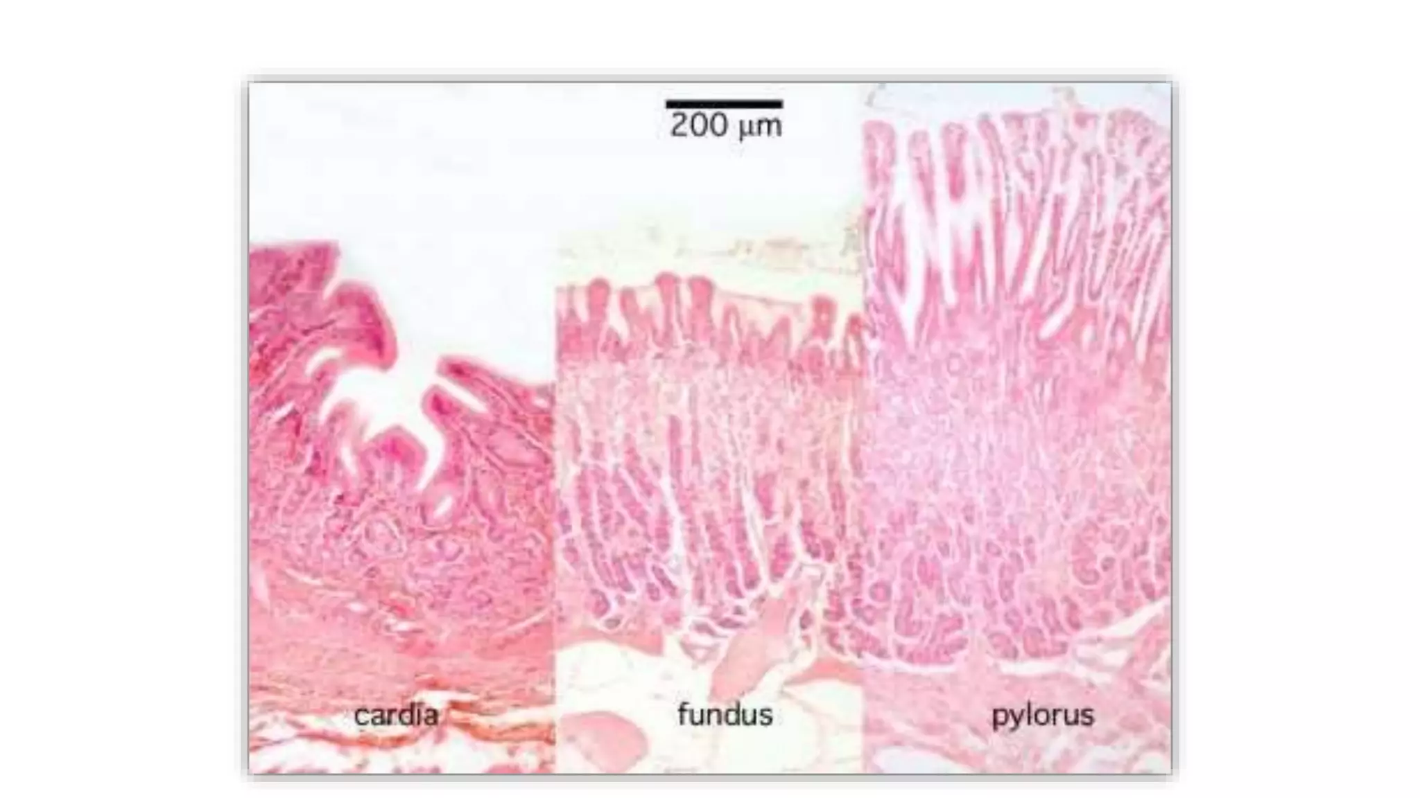 Stomach histology | PPTX
