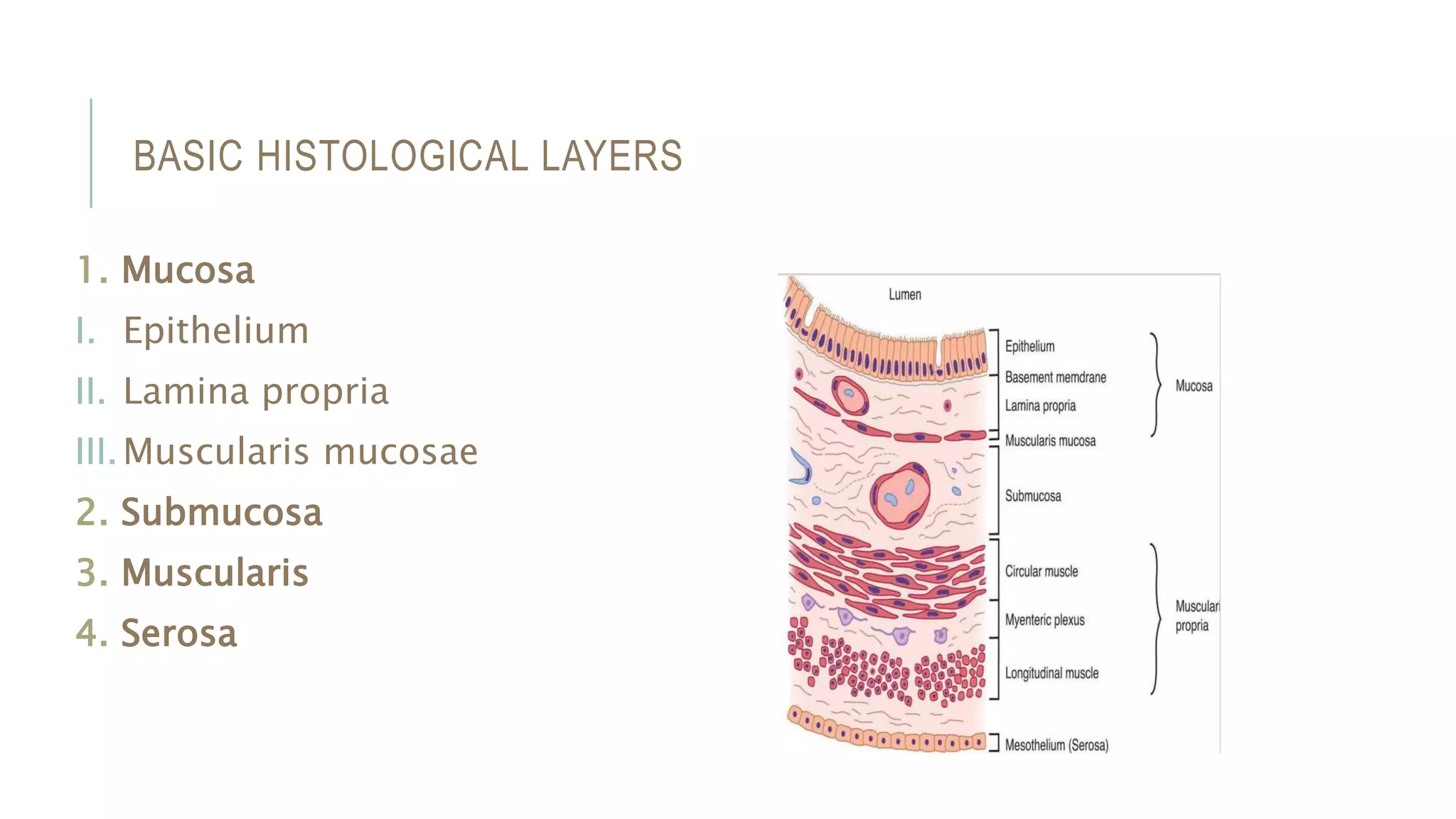 Stomach histology | PPTX