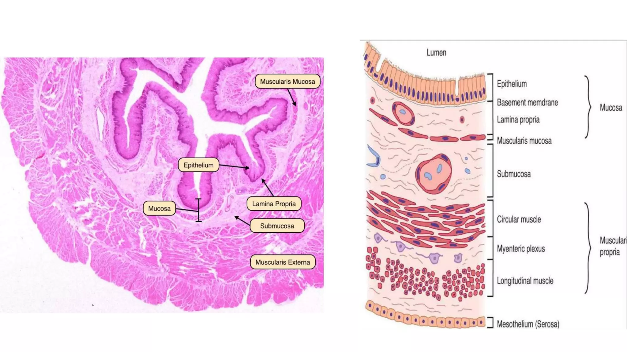 Stomach histology