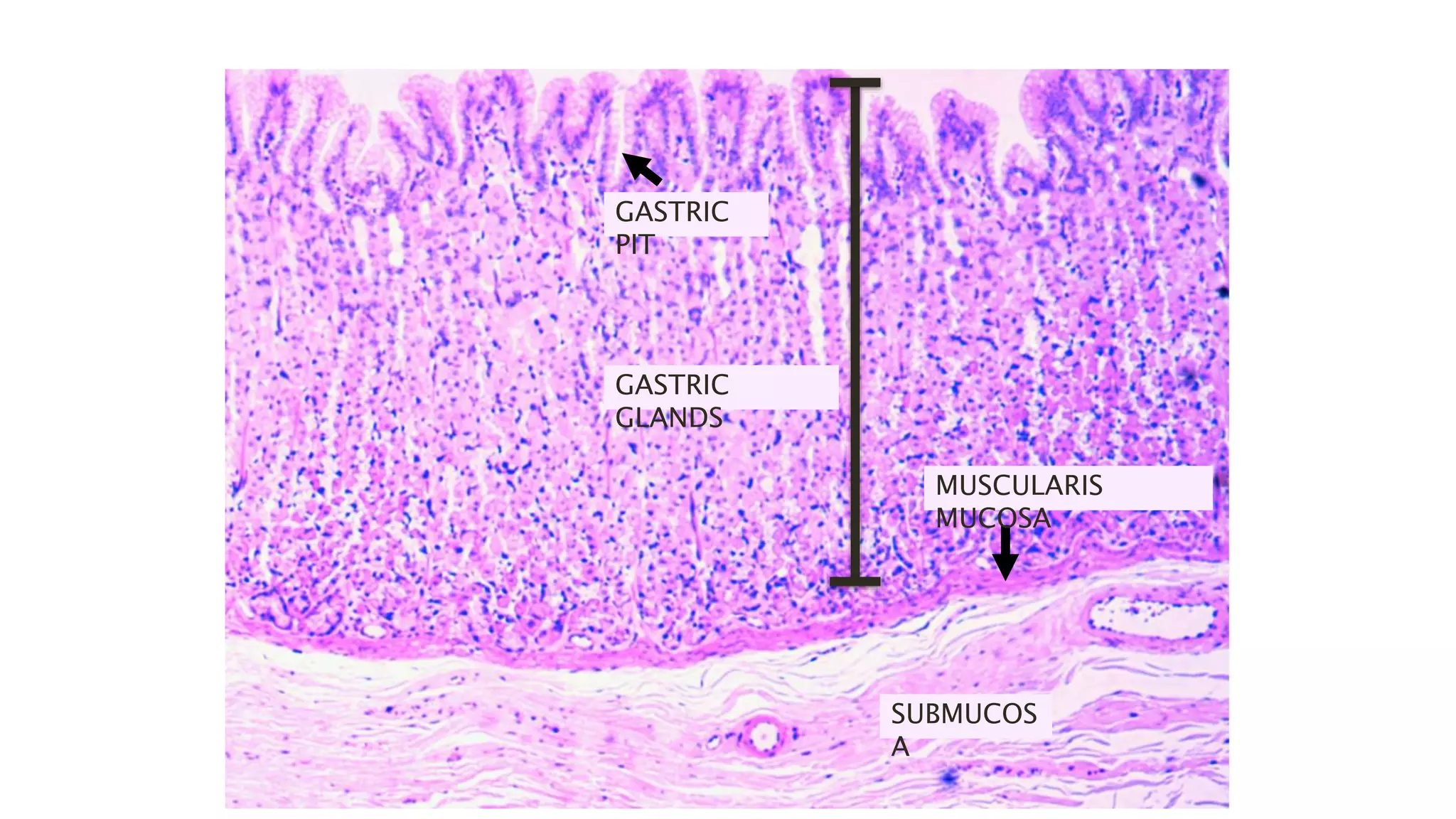 Stomach histology