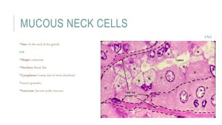 Stomach histology | PPTX
