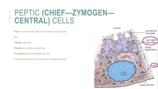 Stomach histology | PPTX