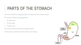 Stomach histology | PPTX
