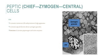 Stomach histology | PPTX