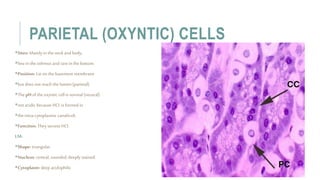 Stomach histology | PPTX