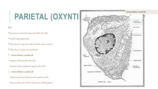 Stomach histology | PPTX