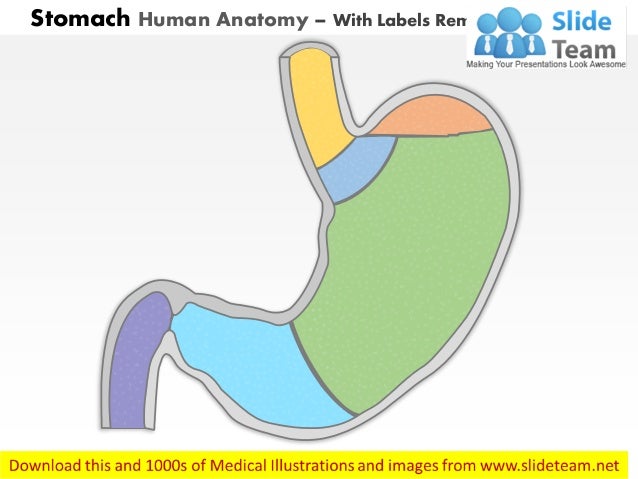 Stomach human anatomy medical images for power point