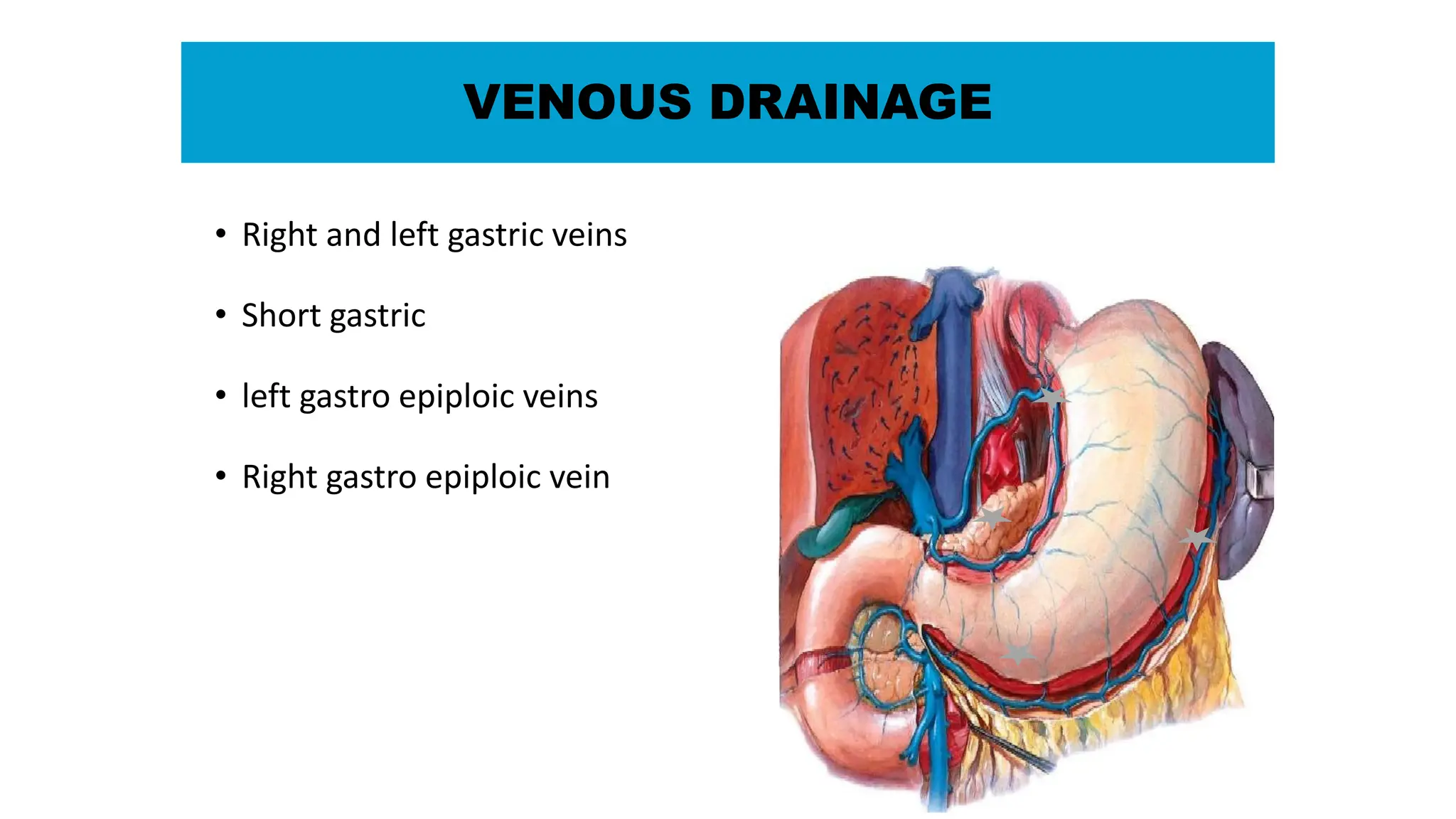 stomach anatomy for allied health science new.pptx