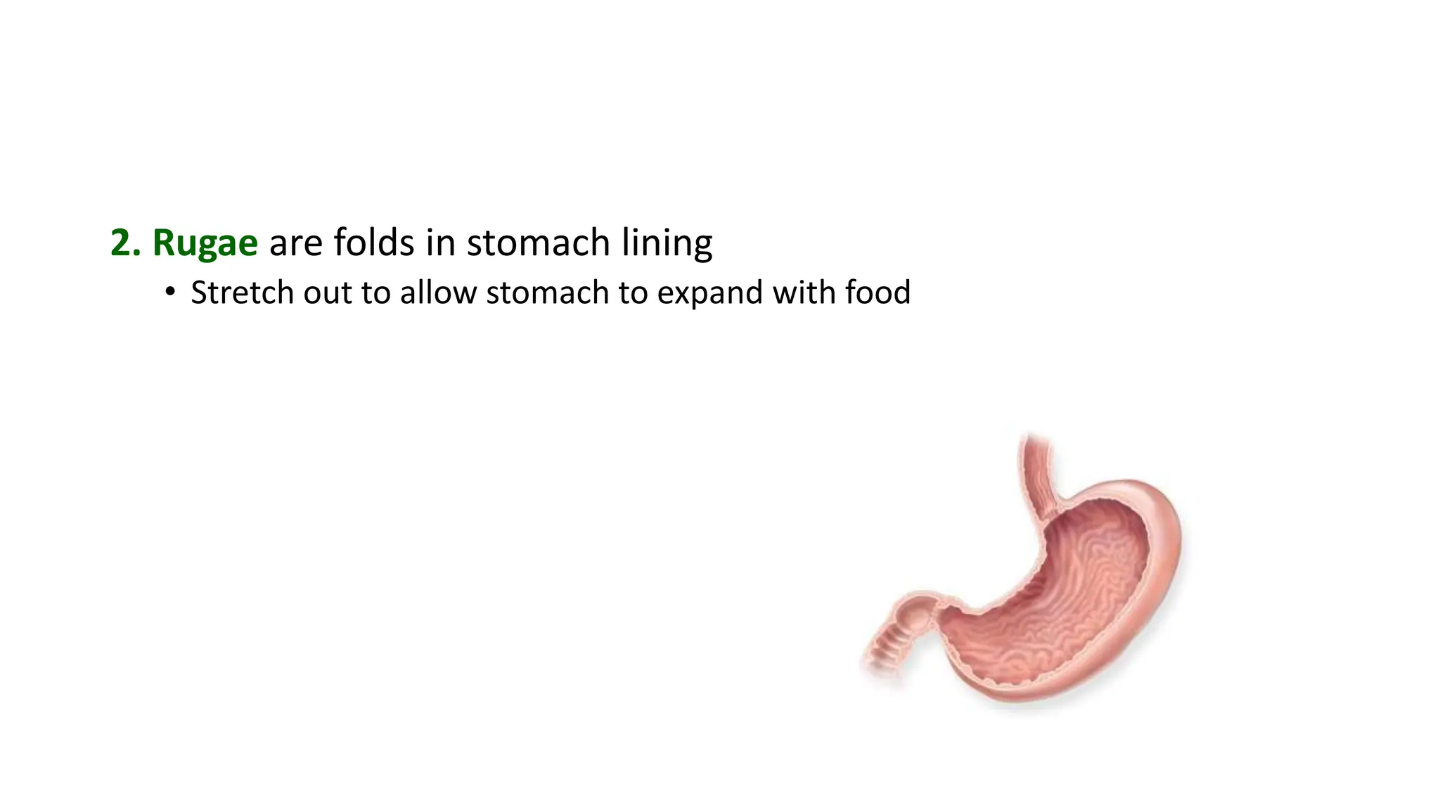 stomach anatomy for allied health science new.pptx