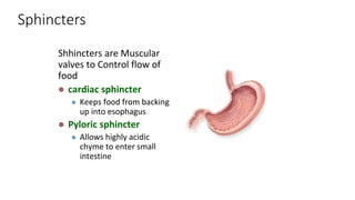 stomach anatomy for allied health science new.pptx