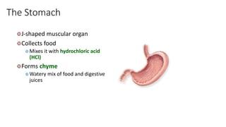 stomach anatomy for allied health science new.pptx