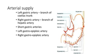 stomach anatomy for allied health science new.pptx