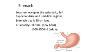 stomach anatomy for allied health science new.pptx