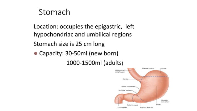 stomach anatomy for allied health science new.pptx