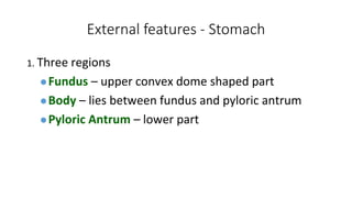 stomach anatomy for allied health science new.pptx