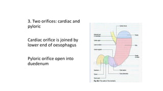 stomach anatomy for allied health science new.pptx