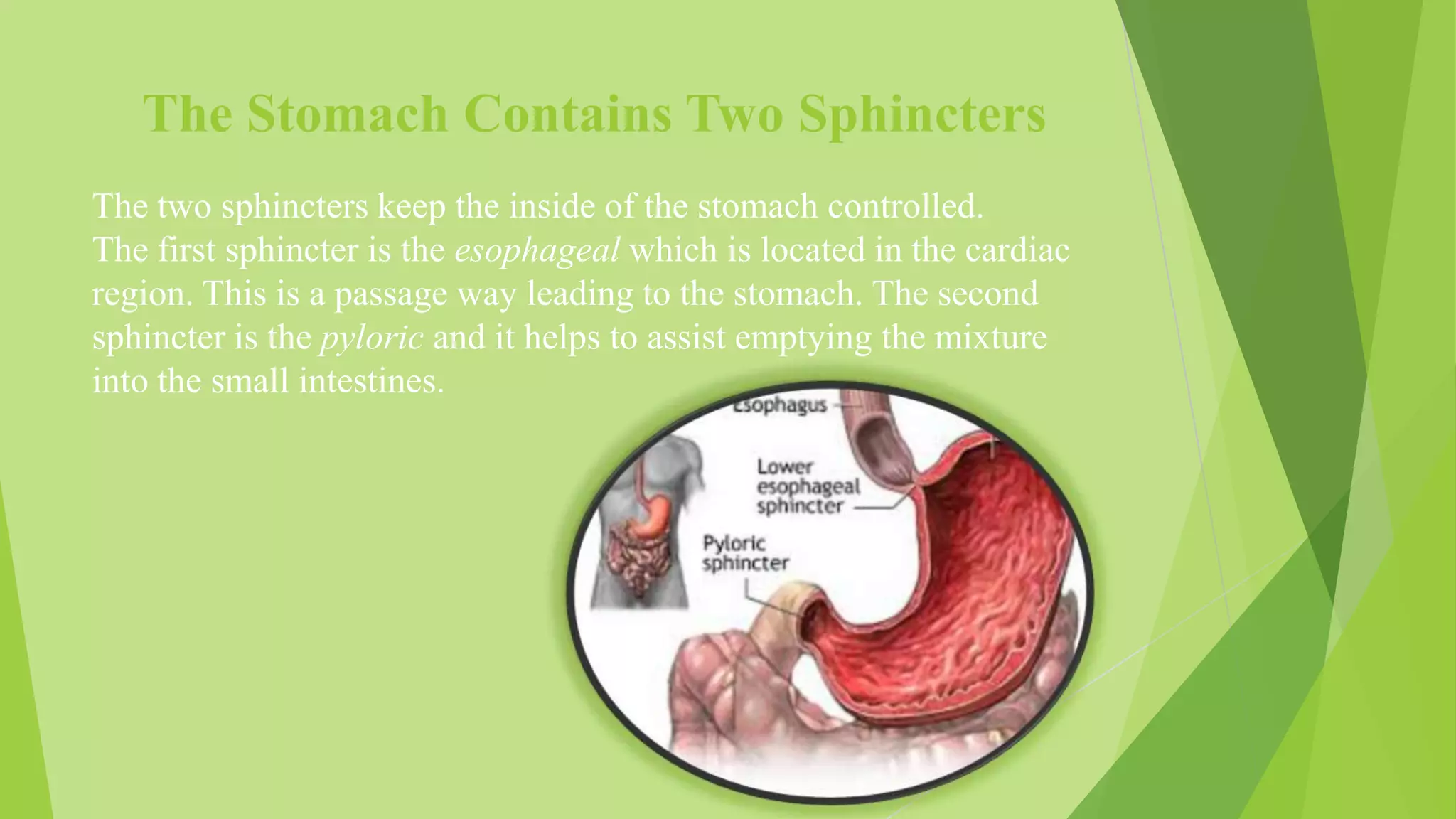 Stomach Presentation | PPTX