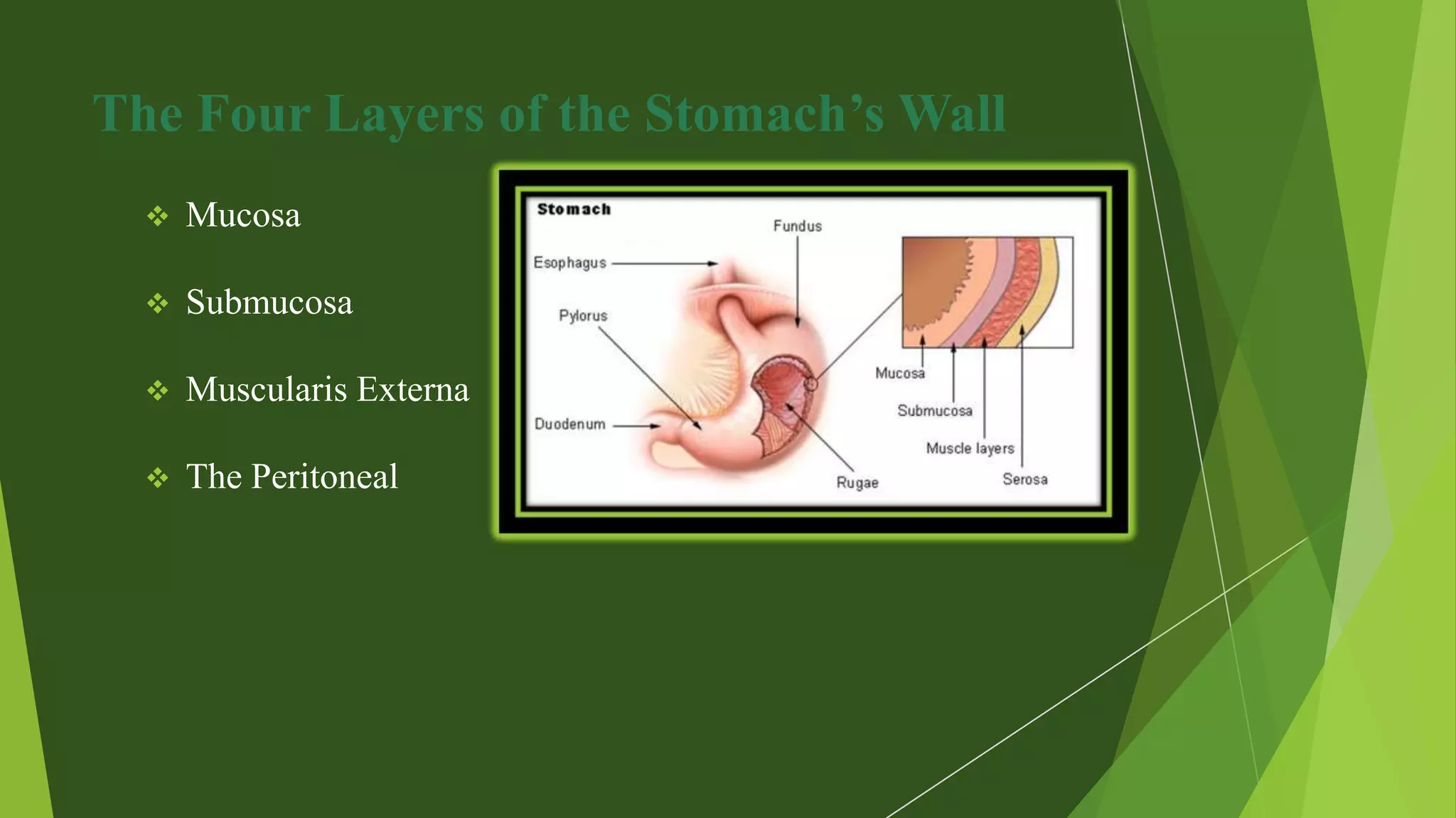 Stomach Presentation | PPTX