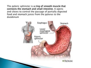 STOMACH (PART 1).pptx