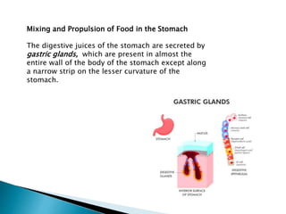 STOMACH (PART 1).pptx