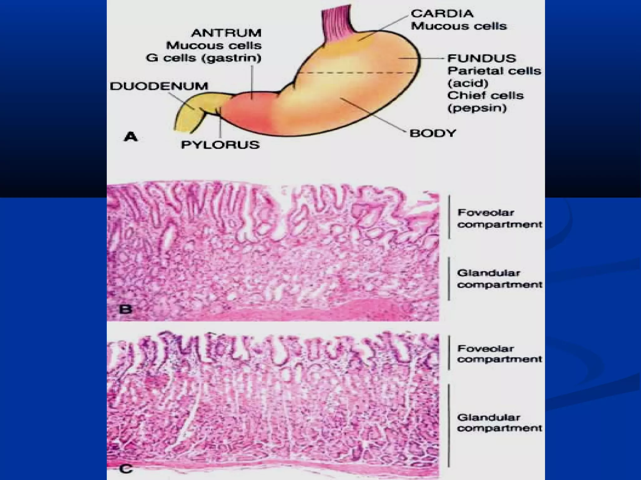 Stomach pathology | PPT