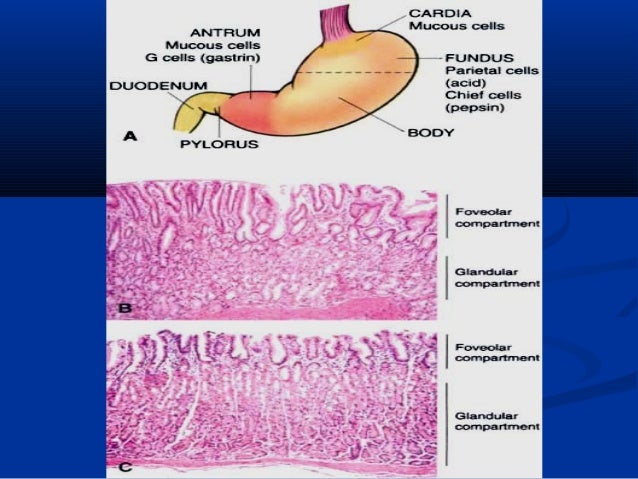 Stomach pathology