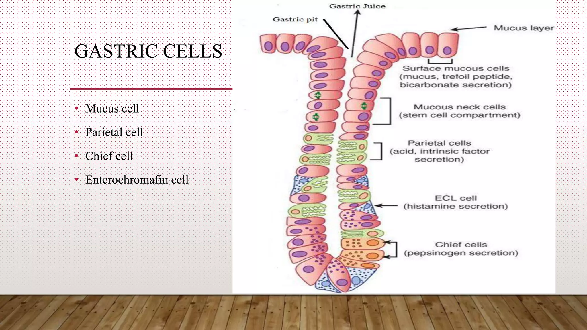 Stomach physiology | PPTX