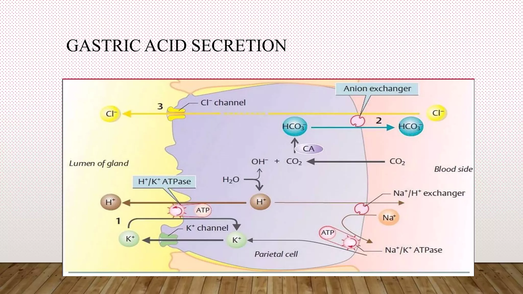 Stomach physiology | PPTX