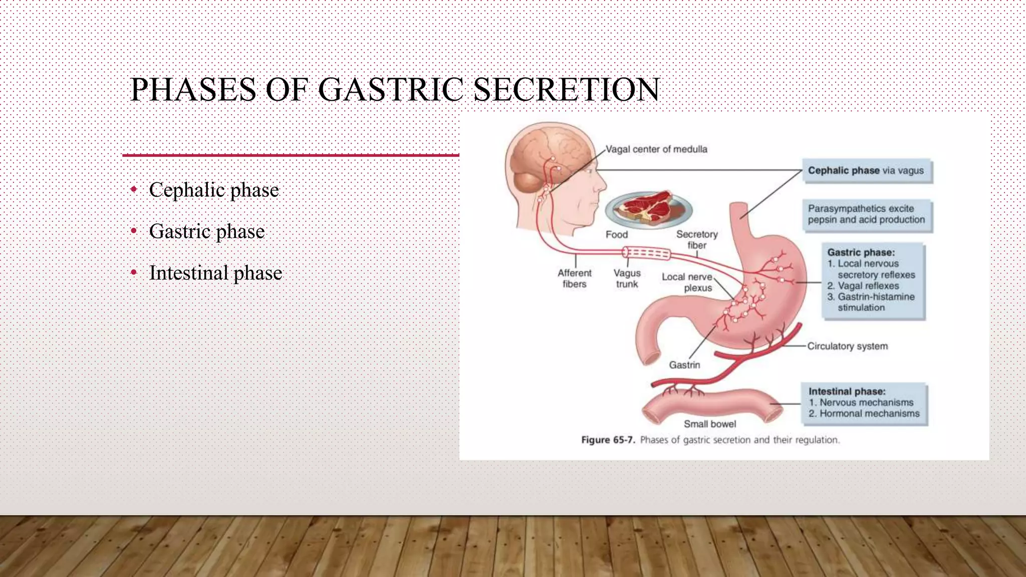 Stomach physiology | PPTX