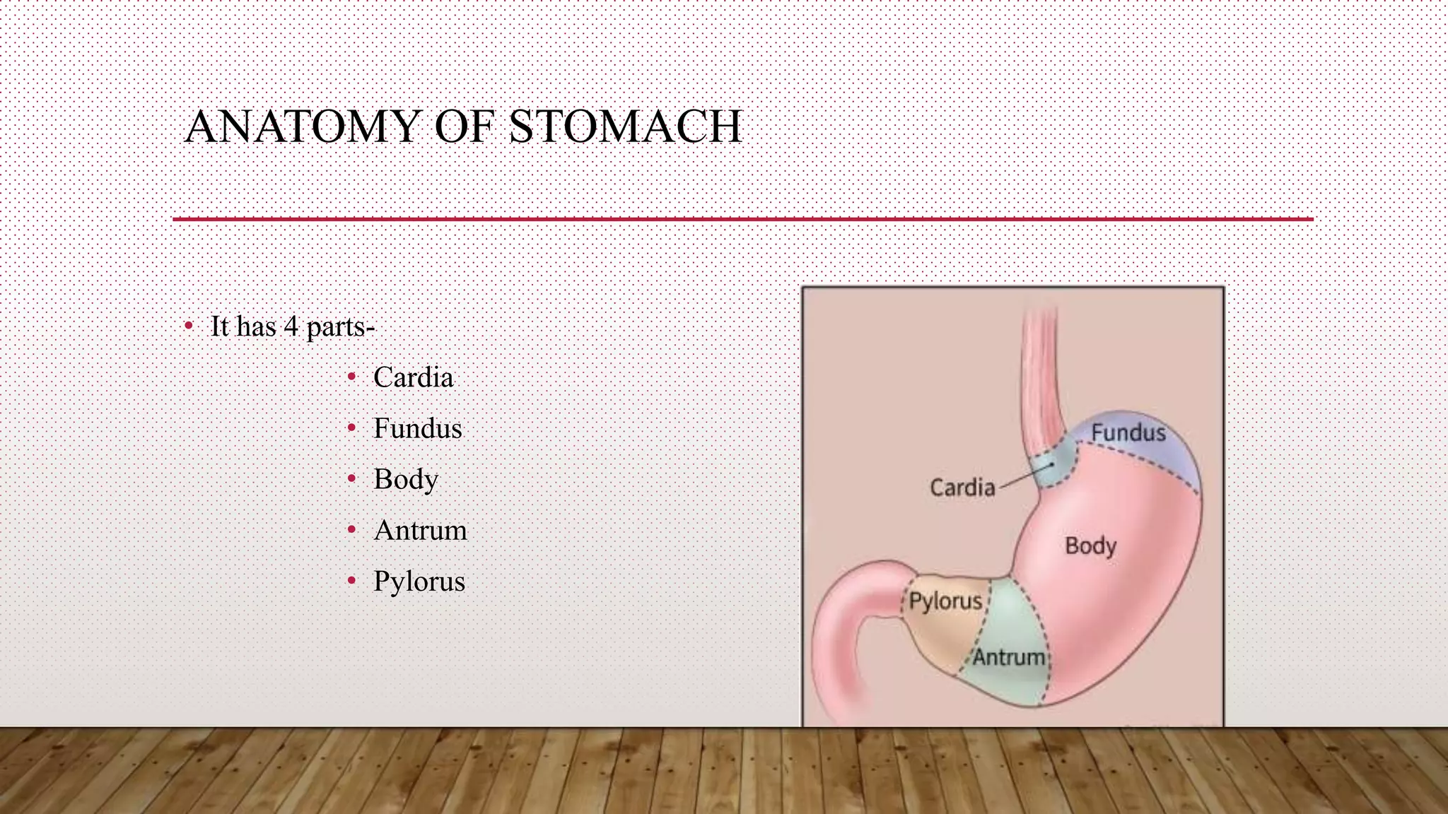 Stomach physiology | PPTX