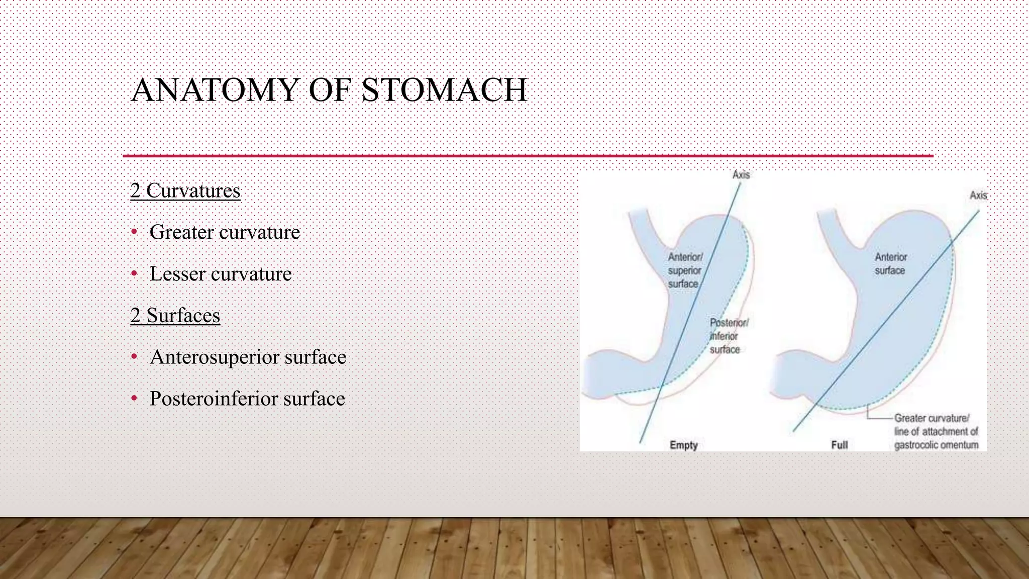 Stomach physiology | PPTX