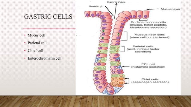 Stomach physiology | PPTX