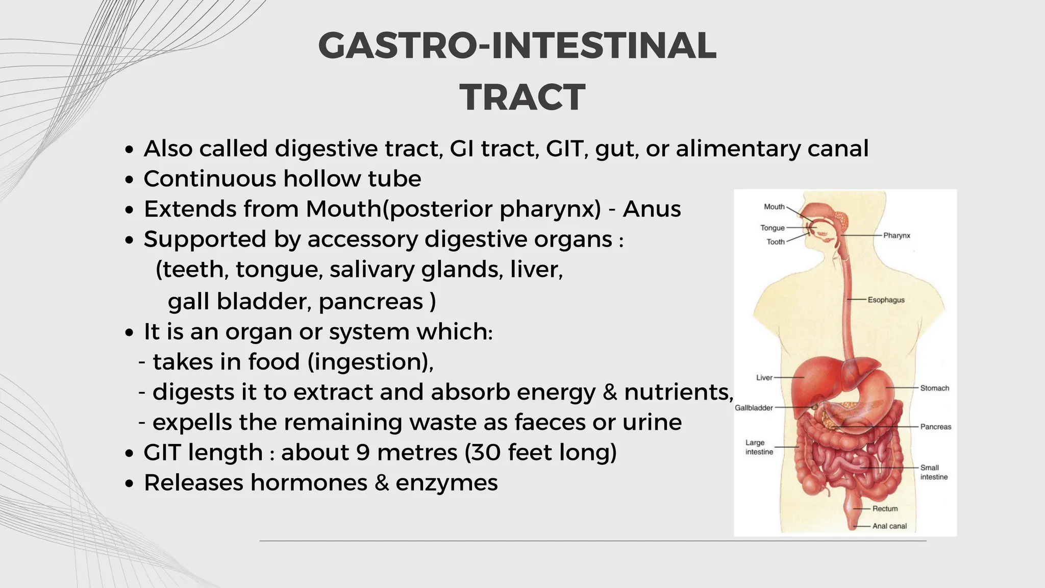 Gastrointestinal tract and stomach.pdf seminar | PDF
