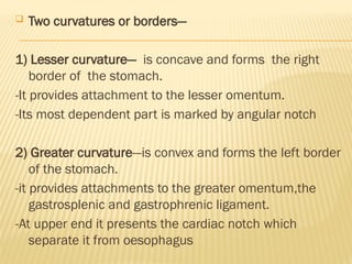 Stomach PPT.pptx anatomy of stomach and git | PPTX | Pregnancy ...