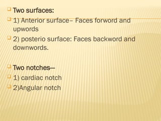 Stomach PPT.pptx anatomy of stomach and git | PPTX | Pregnancy ...