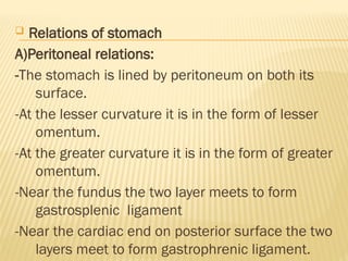 Stomach PPT.pptx anatomy of stomach and git | PPTX | Pregnancy ...