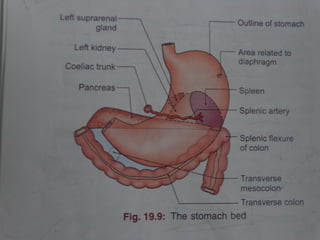 Stomach PPT.pptx anatomy of stomach and git | PPTX