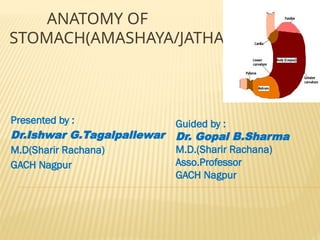 Stomach PPT.pptx anatomy of stomach and git | PPTX | Pregnancy ...