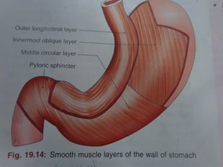 Stomach PPT.pptx anatomy of stomach and git | PPTX | Pregnancy ...