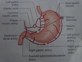 Stomach PPT.pptx anatomy of stomach and git | PPTX | Pregnancy ...