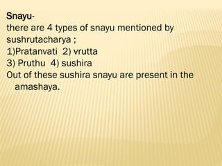 Stomach PPT.pptx anatomy of stomach and git | PPTX | Pregnancy ...