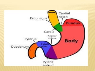 Stomach PPT.pptx anatomy of stomach and git | PPTX
