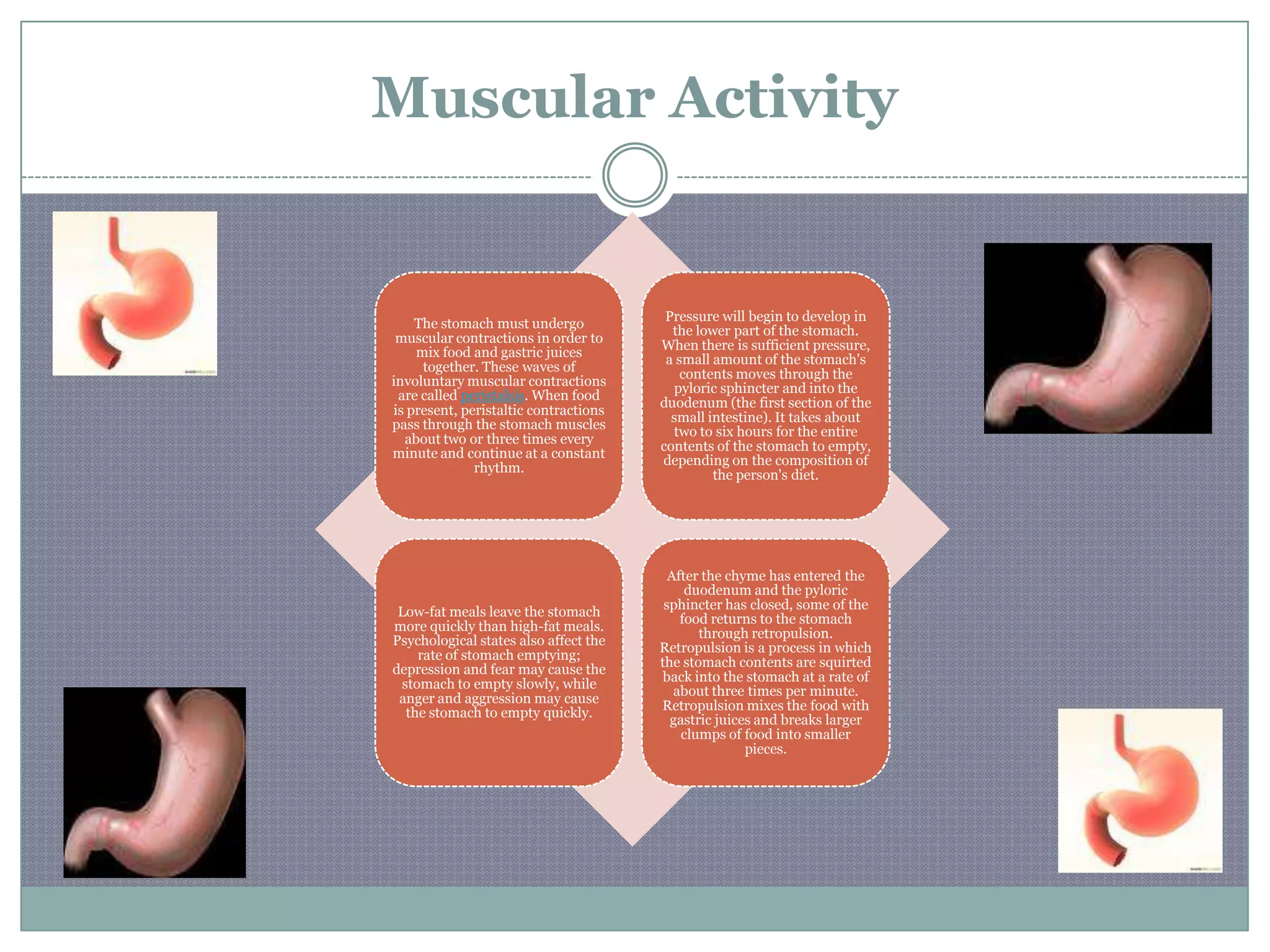 Stomach help | PPT