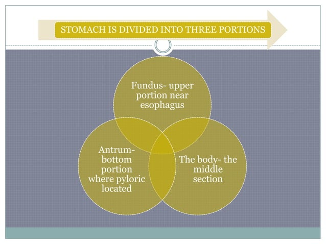 Stomach help | PPT