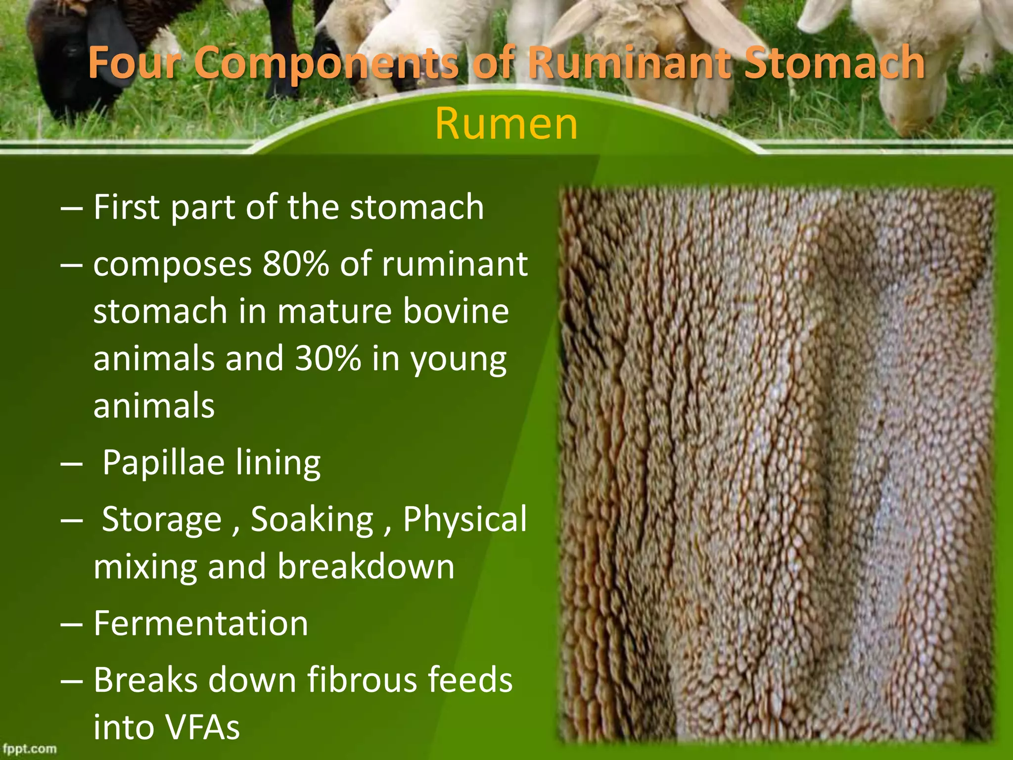 comparative anatomy of aniaml stomach and pathology of ruminent stomac ...
