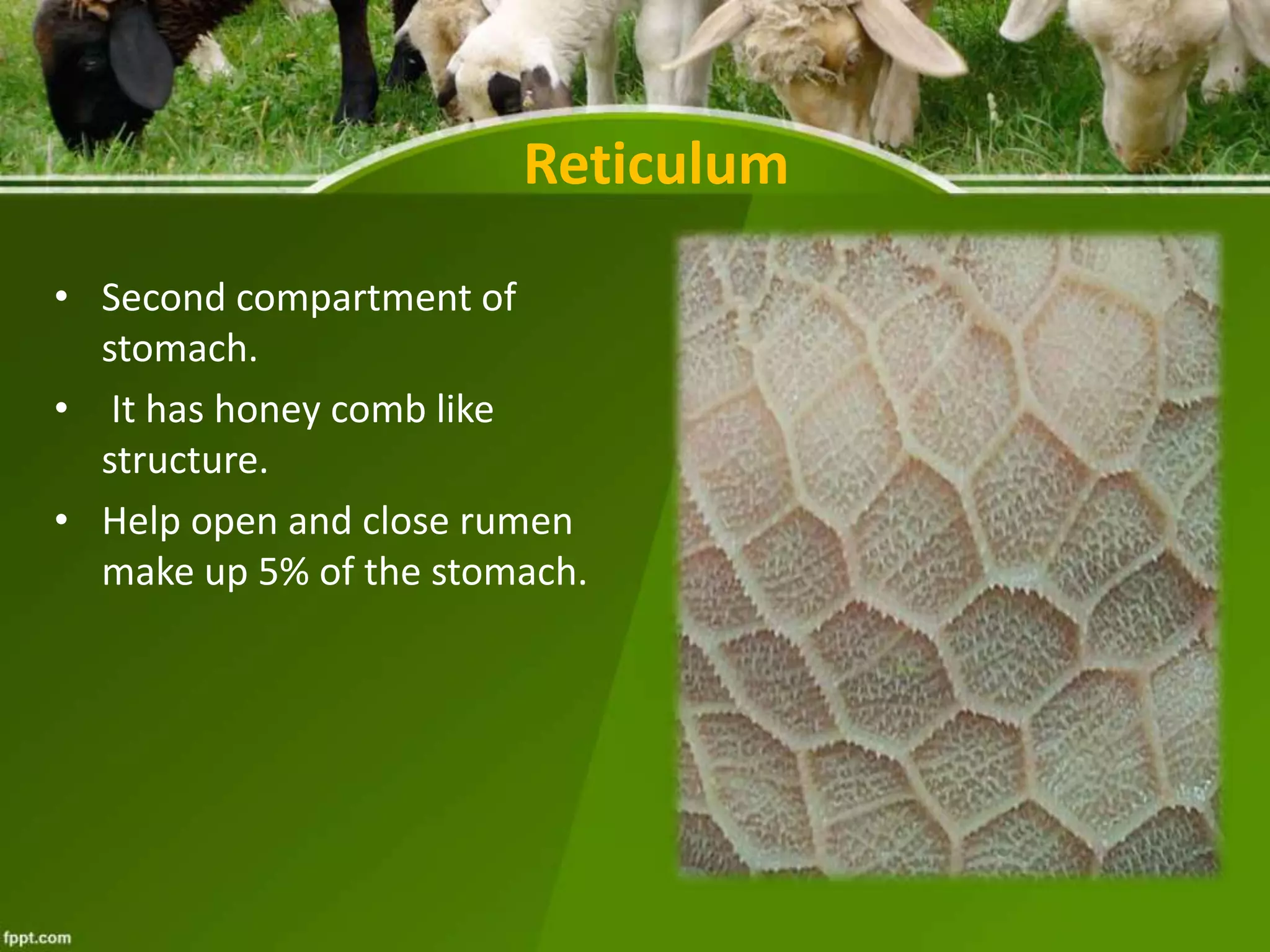 comparative anatomy of aniaml stomach and pathology of ruminent stomac ...