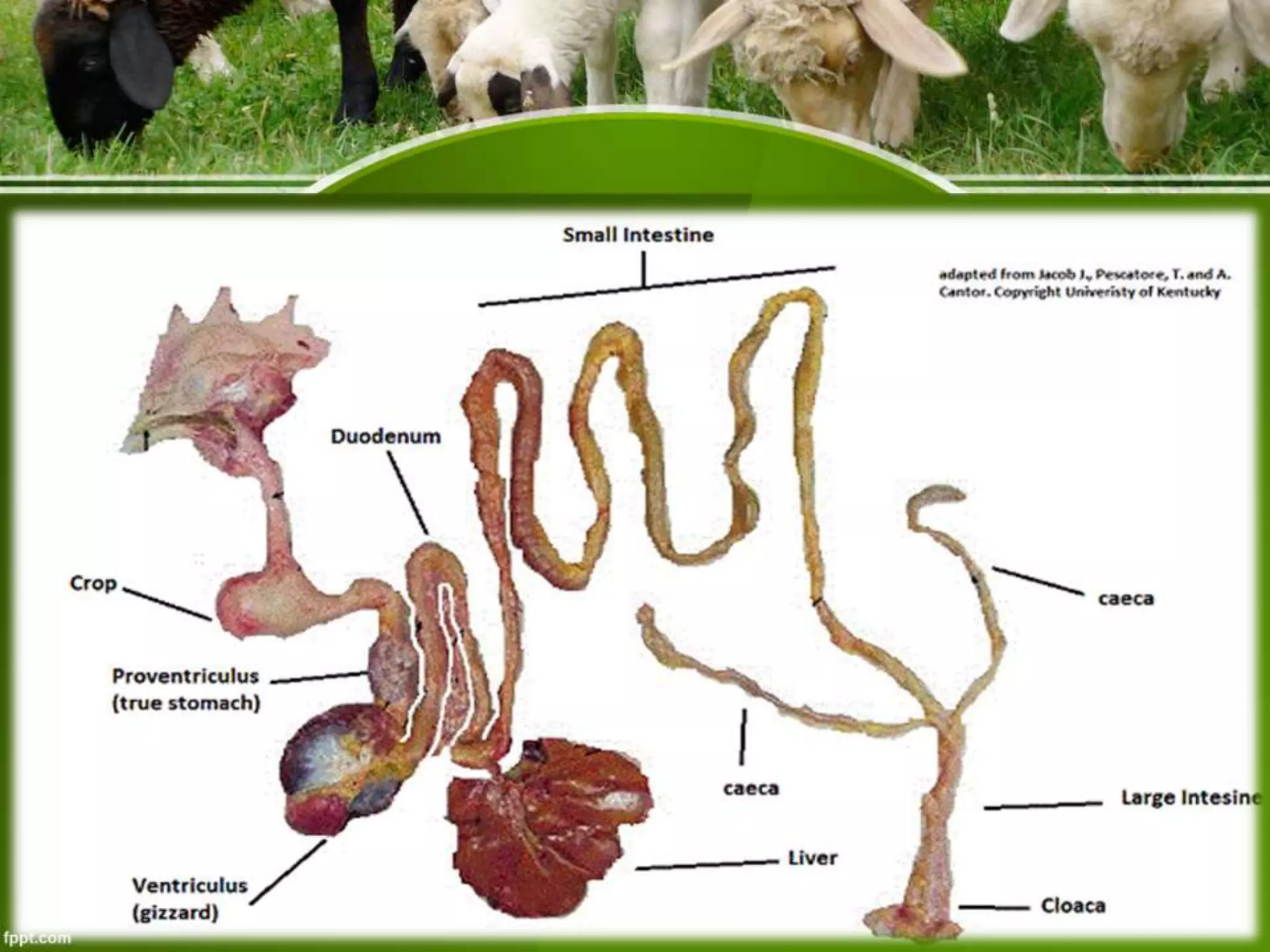 comparative anatomy of aniaml stomach and pathology of ruminent stomac ...