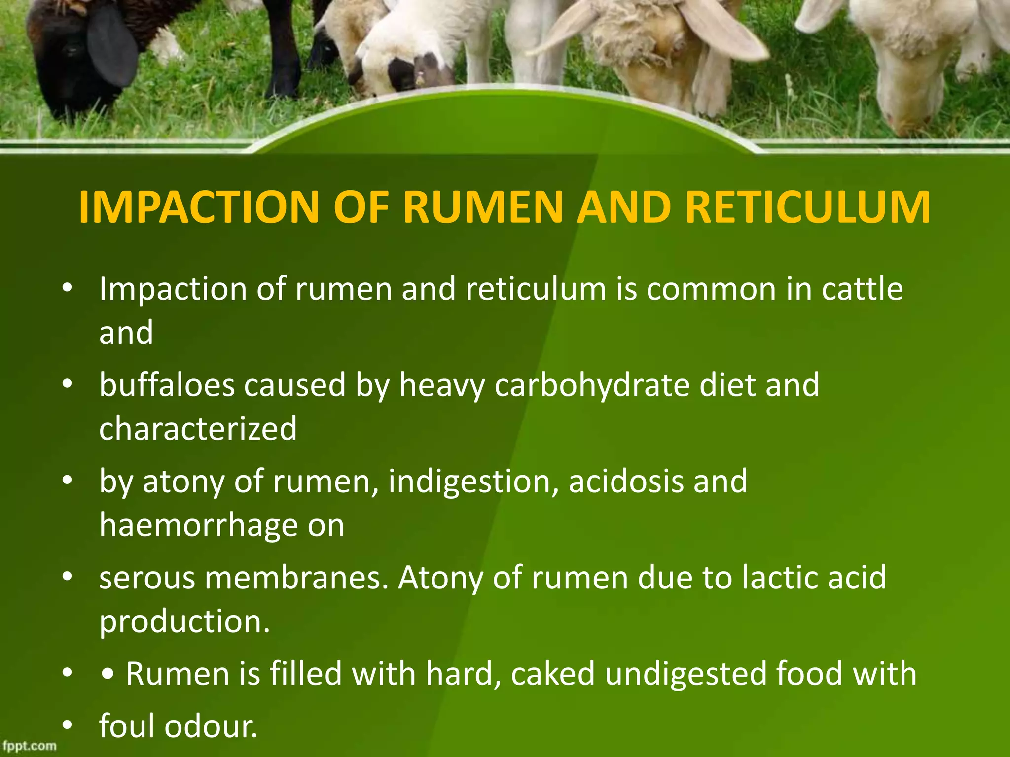 comparative anatomy of aniaml stomach and pathology of ruminent stomac ...